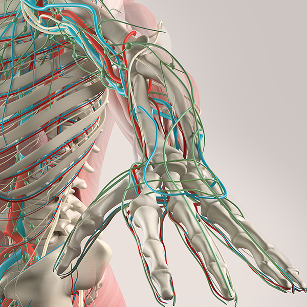 Celebrate PAD Awareness Month - American College of Cardiology