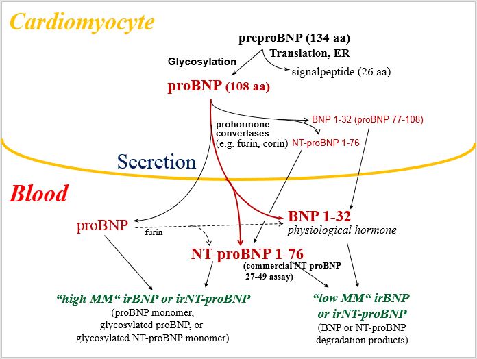 Clinical Utility of BNP for Monitoring Patients With Chronic HF Treated ...